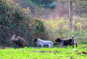 Chasse Grand Gibier Sologne - La Chasse des Rousseaux
